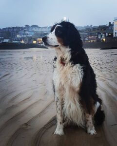 32 Dashing Border Collie Mixes That You Never Knew Existed - The Goody Pet