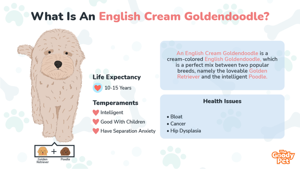 English Cream Goldendoodle - Your Complete Breed Guide - The Goody Pet