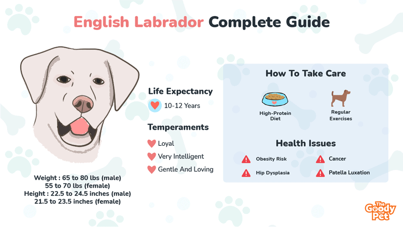 English Labrador - Your Complete Breed Guide - The Goody Pet
