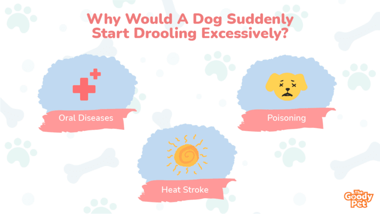 Excessive Drooling In Dogs - Should You Be Worried? - The Goody Pet