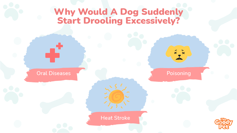 Excessive Drooling In Dogs - Should You Be Worried? - The Goody Pet
