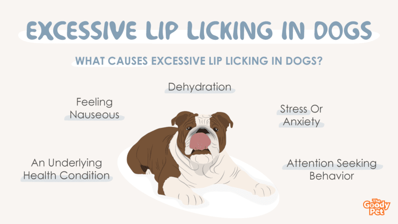 What Does It Mean When A Dog Always Licks You
