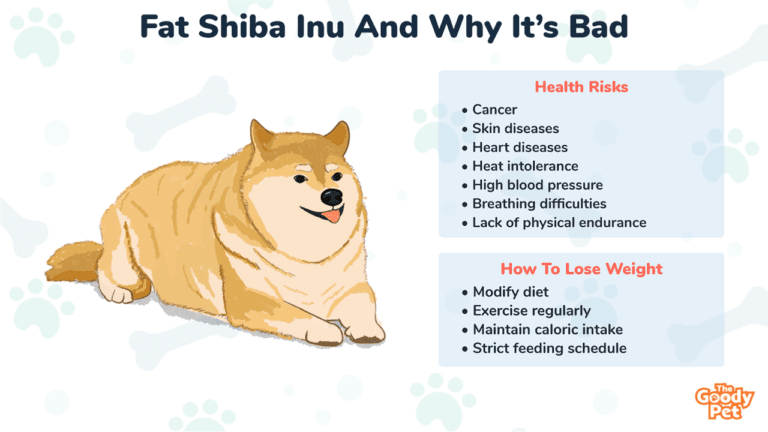 Fat Shiba Inu - Is My Shiba Inu Overweight? - The Goody Pet