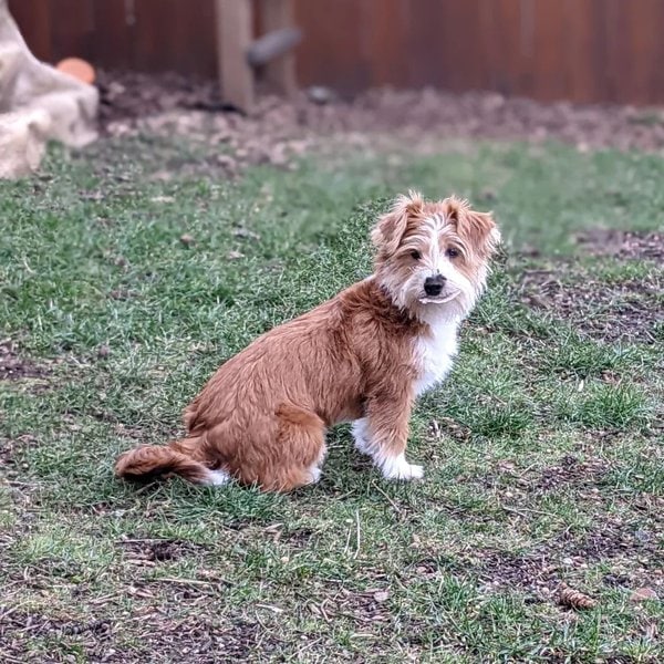 41 Shih Tzu Mixes That You Would Never Know Existed - The Goody Pet