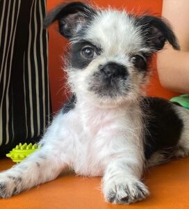 41 Shih Tzu Mixes That You Would Never Know Existed - The Goody Pet