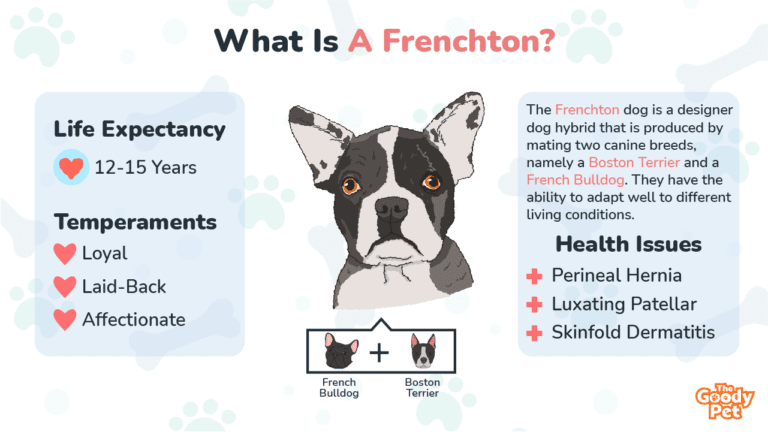 Frenchton - Your Complete Breed Guide To The Froston - The Goody Pet