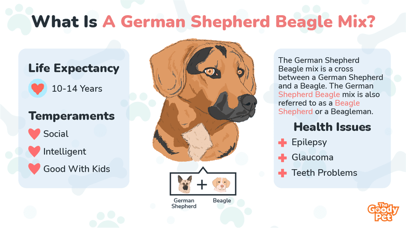 German Shepherd Beagle Mix - Your Complete Breed Guide - The Goody Pet