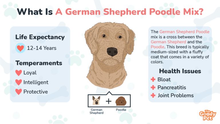 German Shepherd Poodle Mix - Your Complete Shepadoodle Breed Guide ...