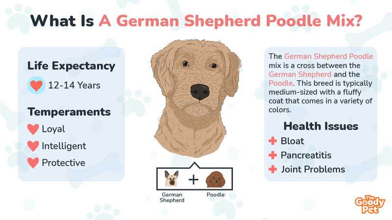 German Shepherd Poodle Mix - Your Complete Shepadoodle Breed Guide ...