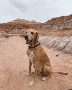 58 Golden Retriever Mixes That Would Amaze You - The Goody Pet