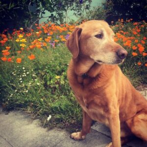 58 Golden Retriever Mixes That Would Amaze You - The Goody Pet