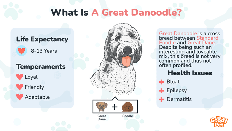 Great Dane Poodle Mix - Your Complete Breed Guide To The Great Danoodle ...