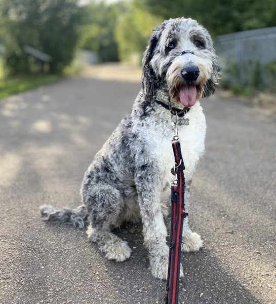Havanese Poodle Mix - Your Complete Breed Guide To The Havapoo - The ...