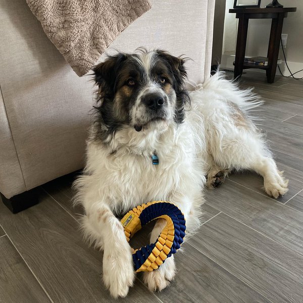 19 Great Pyrenees Mixes That You Would Never Know Existed - The Goody Pet