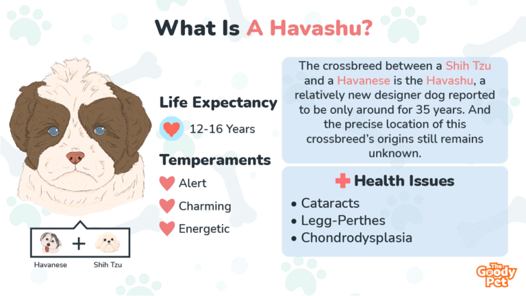 Havanese Shih Tzu Mix - Your Complete Breed Guide To The Havashu - The ...