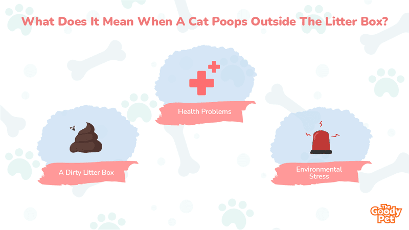 Help! My Cat Is Pooping Outside The Litter Box - What Should I Do ...