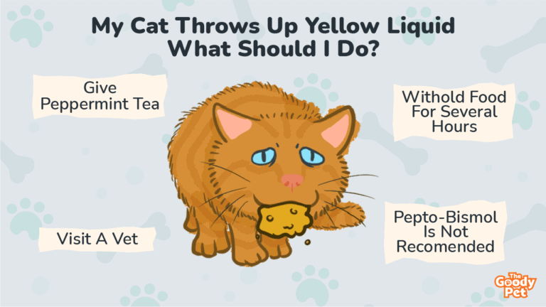Help! My Cat Throws Up Yellow Liquid - What Should I Do? - The Goody Pet