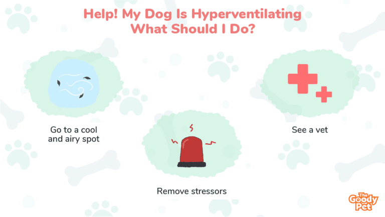 Help! My Dog Is Hyperventilating - What Should I Do? - The Goody Pet