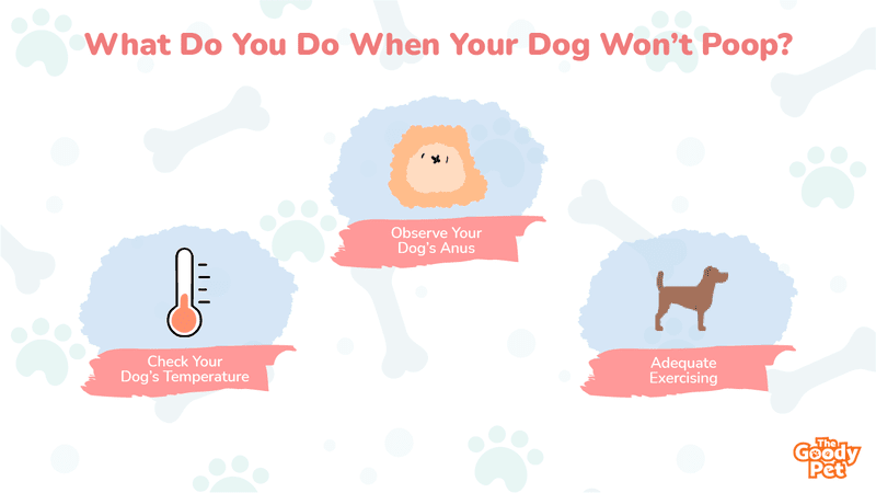 Help! My Dog Is Not Pooping - What Can I Do? - The Goody Pet