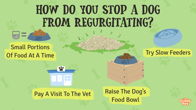 Help! My Dog Is Throwing Up Undigested Food - What Should I Do? - The ...