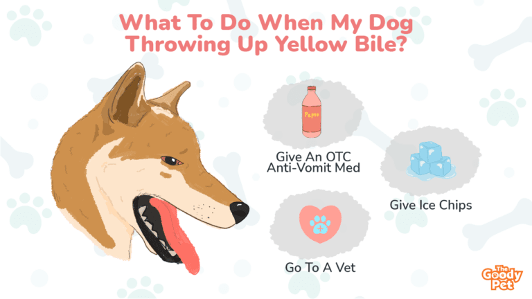 Help! My Dog Is Throwing Up Yellow Vomit - What Should I Do? - The ...