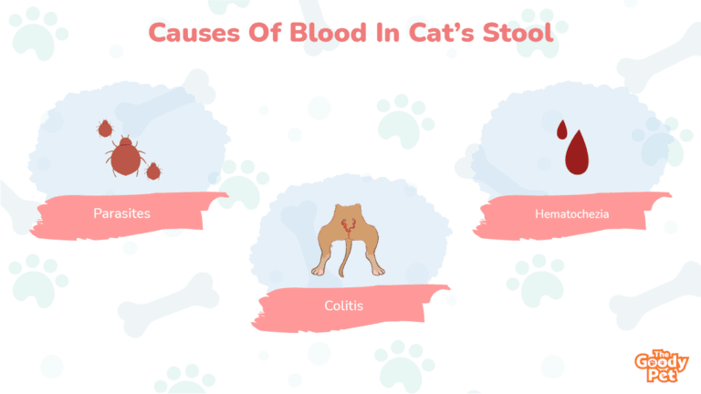 Help! There's Blood In My Cat's Stool - What Can I Do About It? - The ...
