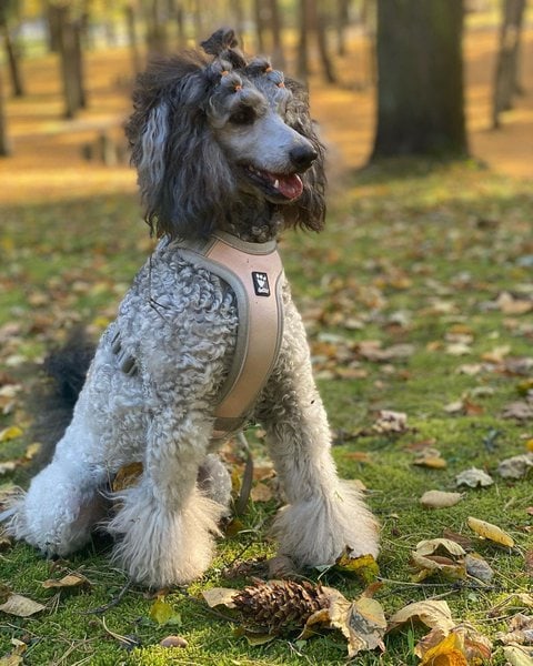 Medium Poodle - Your Complete Breed Guide To The Moyen Poodle - The ...