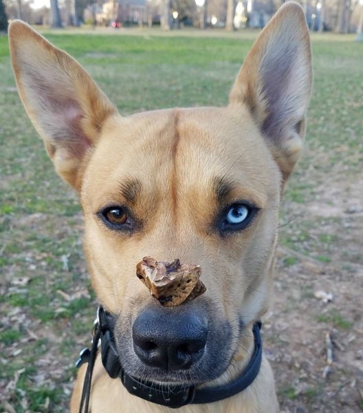 Pitbull Husky Mix - Your Complete Pitsky Breed Guide - The Goody Pet