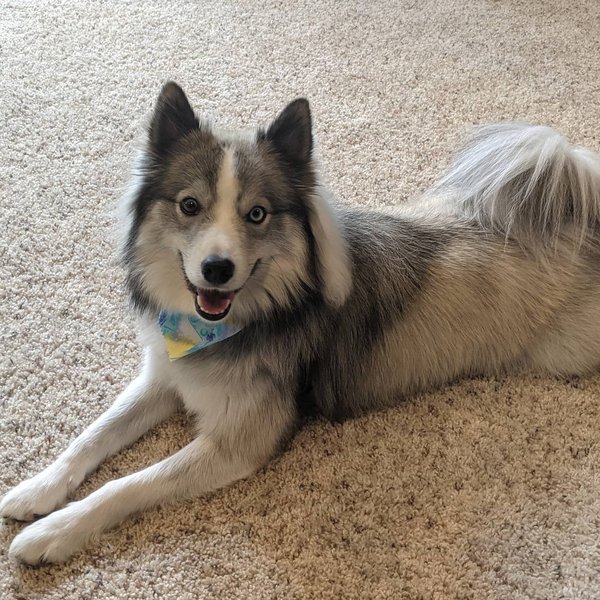 13 Mini Husky Mixes For Miniature Canine Lovers - The Goody Pet