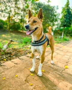 29 Desert Dog Breeds That Can Survive Global Warming - The Goody Pet