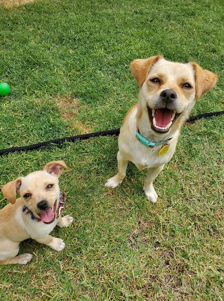 Why Does My Dog Growl At Me? And How To Stop It - The Goody Pet