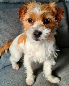 41 Shih Tzu Mixes That You Would Never Know Existed - The Goody Pet