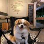 41 Shih Tzu Mixes That You Would Never Know Existed - The Goody Pet