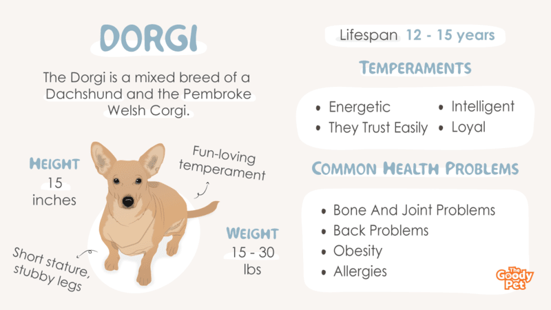 Labrador Beagle Mix - Your Complete Beagador Guide - The Goody Pet