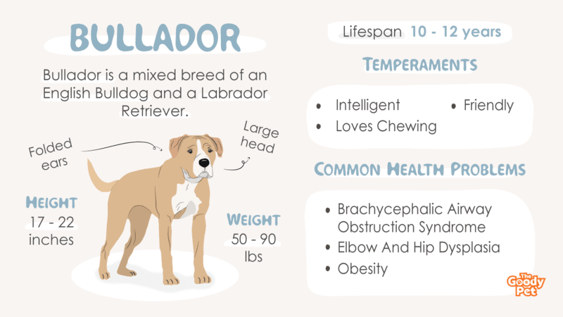 Labrador Bulldog Mix - Your Complete Bullador Breed Guide - The Goody Pet