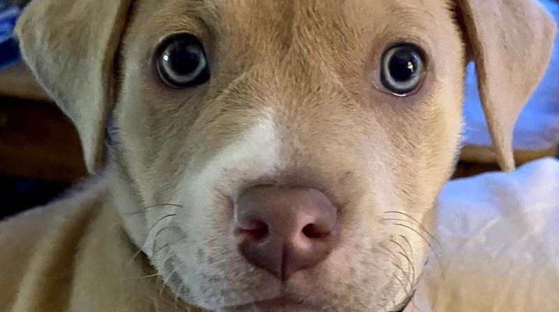 Labrador Bulldog Mix - Your Complete Bullador Breed Guide - The Goody Pet