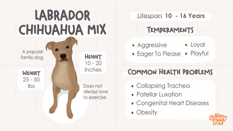 Labrador Chihuahua Mix - Your Complete Breed Guide - The Goody Pet