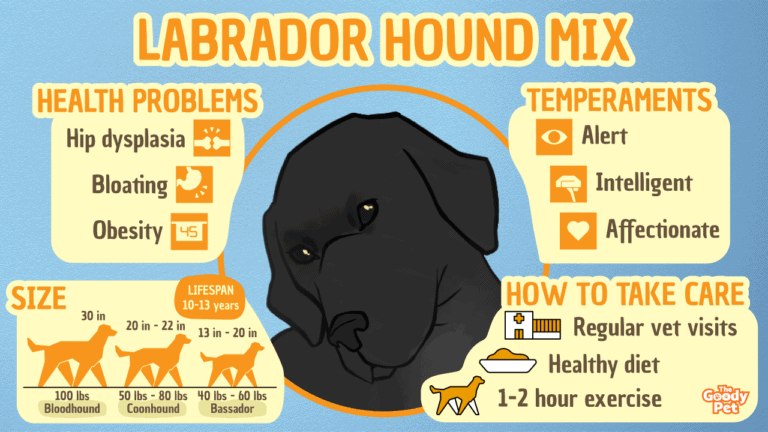 Labrador Hound Mix - Your Complete Breed Guide - The Goody Pet