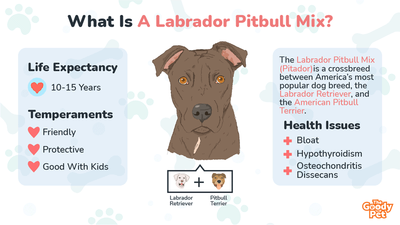Labrador Pitbull Mix - Your Complete Pitador Breed Guide - The Goody Pet