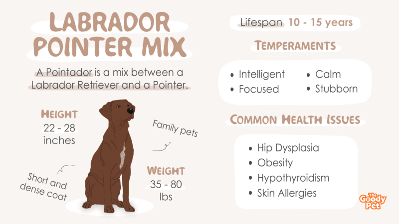 Labrador Pointer Mix - Your Complete Breed Guide - The Goody Pet