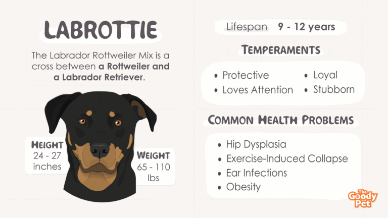 Labrador Rottweiler Mix - Your Complete Labrottie Breed Guide - The ...