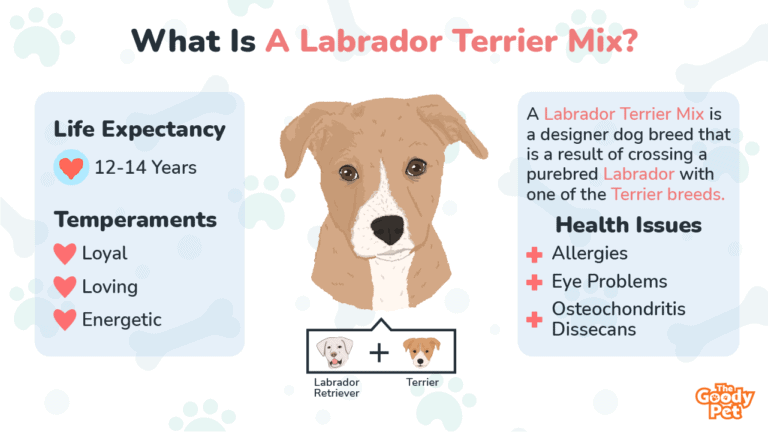 Labrador Terrier Mix - Your Complete Breed Guide - The Goody Pet