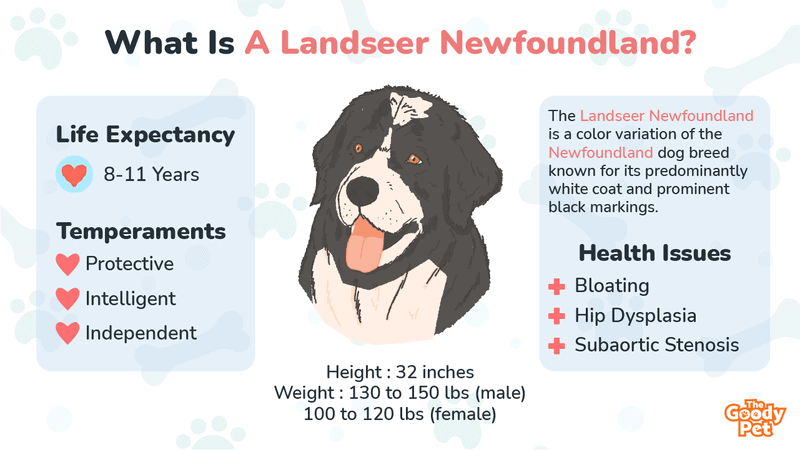 Landseer Newfoundland Dog - Your Complete Breed Guide To The White ...