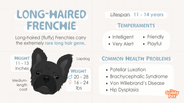 Long-Haired Frenchie - Your Complete Breed Guide To Fluffy Frenchies ...