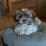 41 Shih Tzu Mixes That You Would Never Know Existed - The Goody Pet