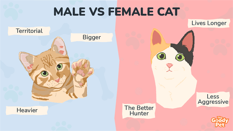 Male VS Female Cat - 13 Key Differences, Pros And Cons - The Goody Pet