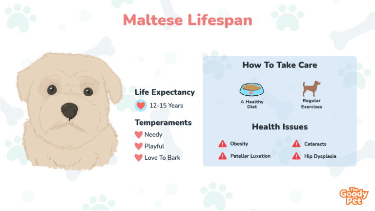 Malthese Dog Lifespan: How Long Do They Live? - The Goody Pet