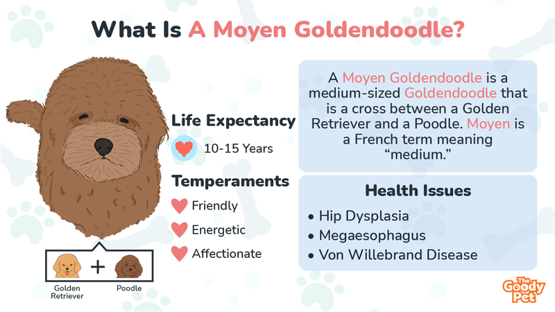 Medium Goldendoodle - Your Complete Breed Guide To The Moyen ...
