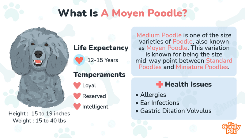 Medium Poodle - Your Complete Breed Guide To The Moyen Poodle - The ...