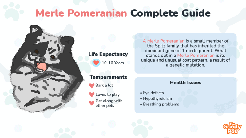Merle Pomeranian - Your Complete Breed Guide - The Goody Pet